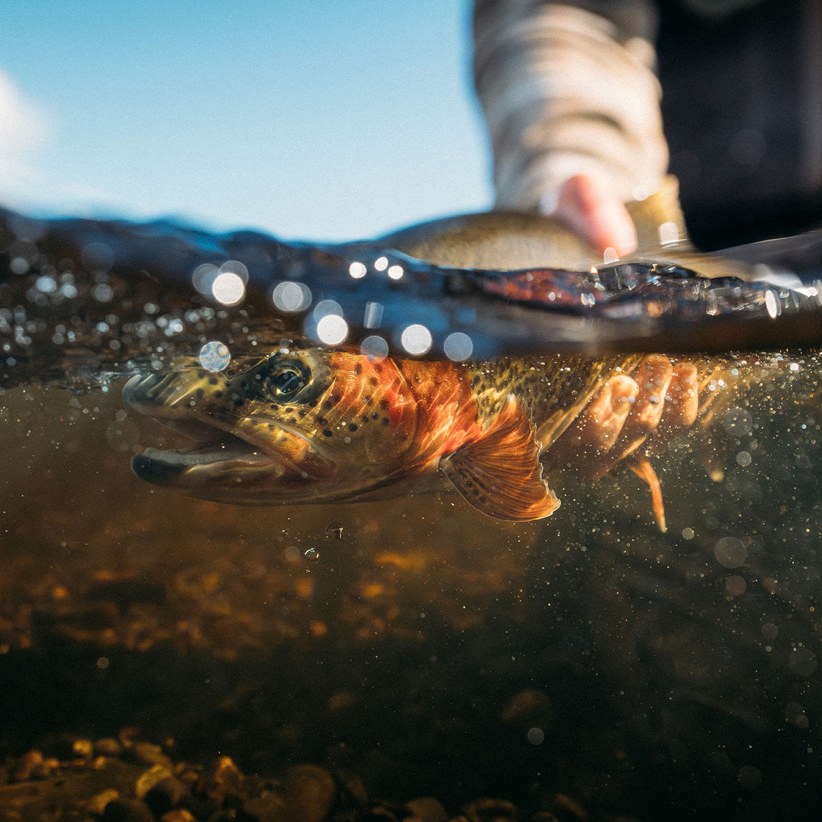 Airlite – Mayfly Outdoors